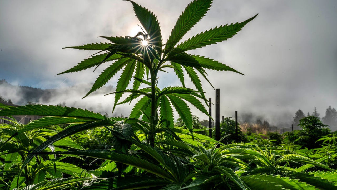 The Impact of Marijuana on Individuals Living with AIDS: A Closer Look ...