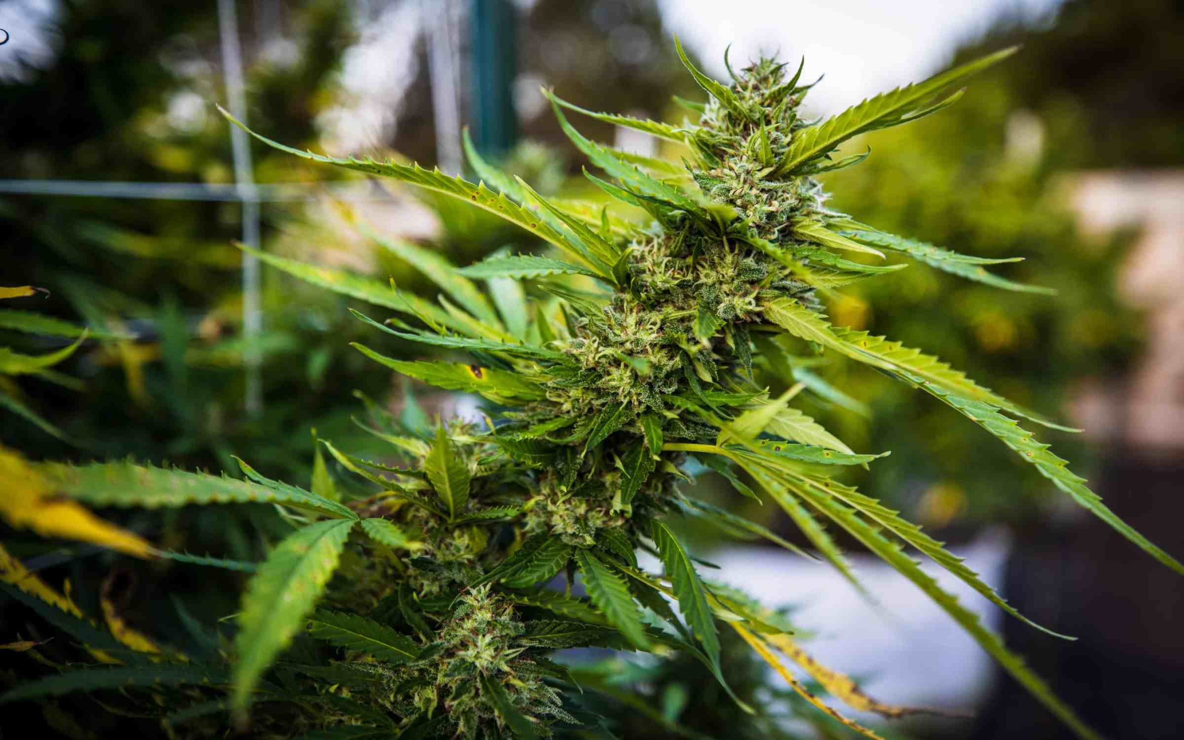 Multistate Cannabis Operator AYR Wellness to Shut Four Massachusetts ...