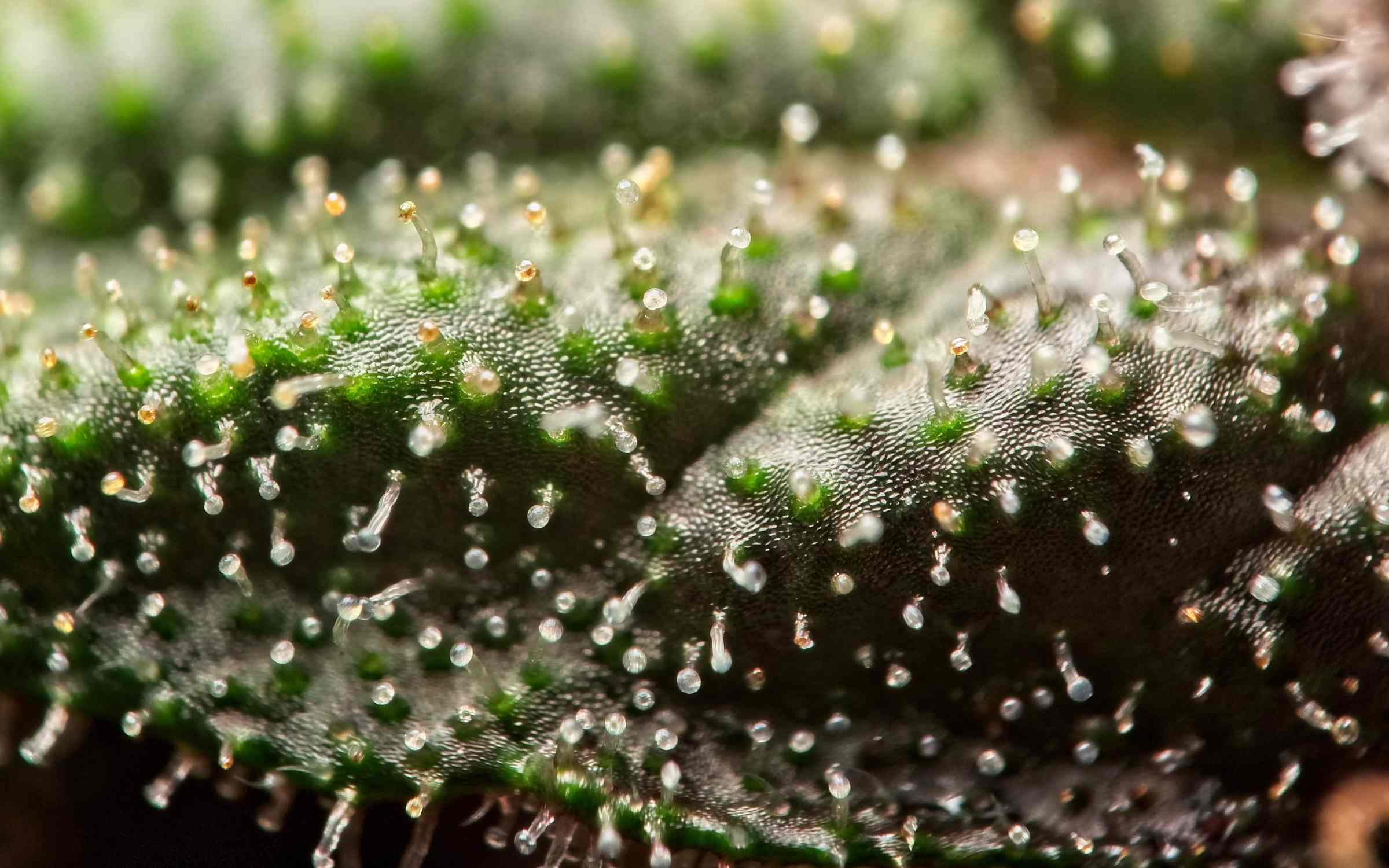 Cannabis stocks finish 2023 worse off despite rescheduling optimism ...